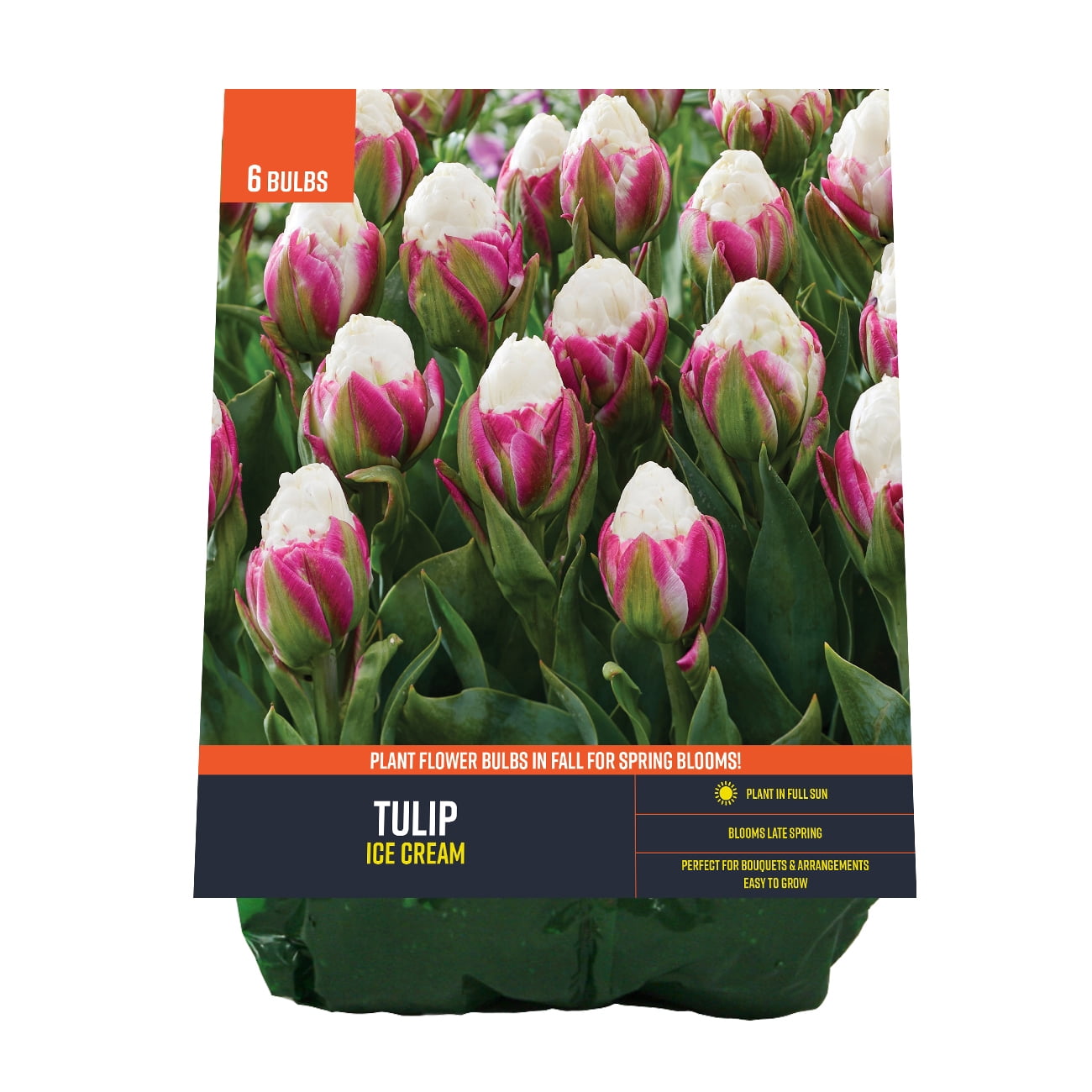Van Zyverden's Tulip Ice Cream (Set of 6 Dormant Bulbs) Full Sun ...