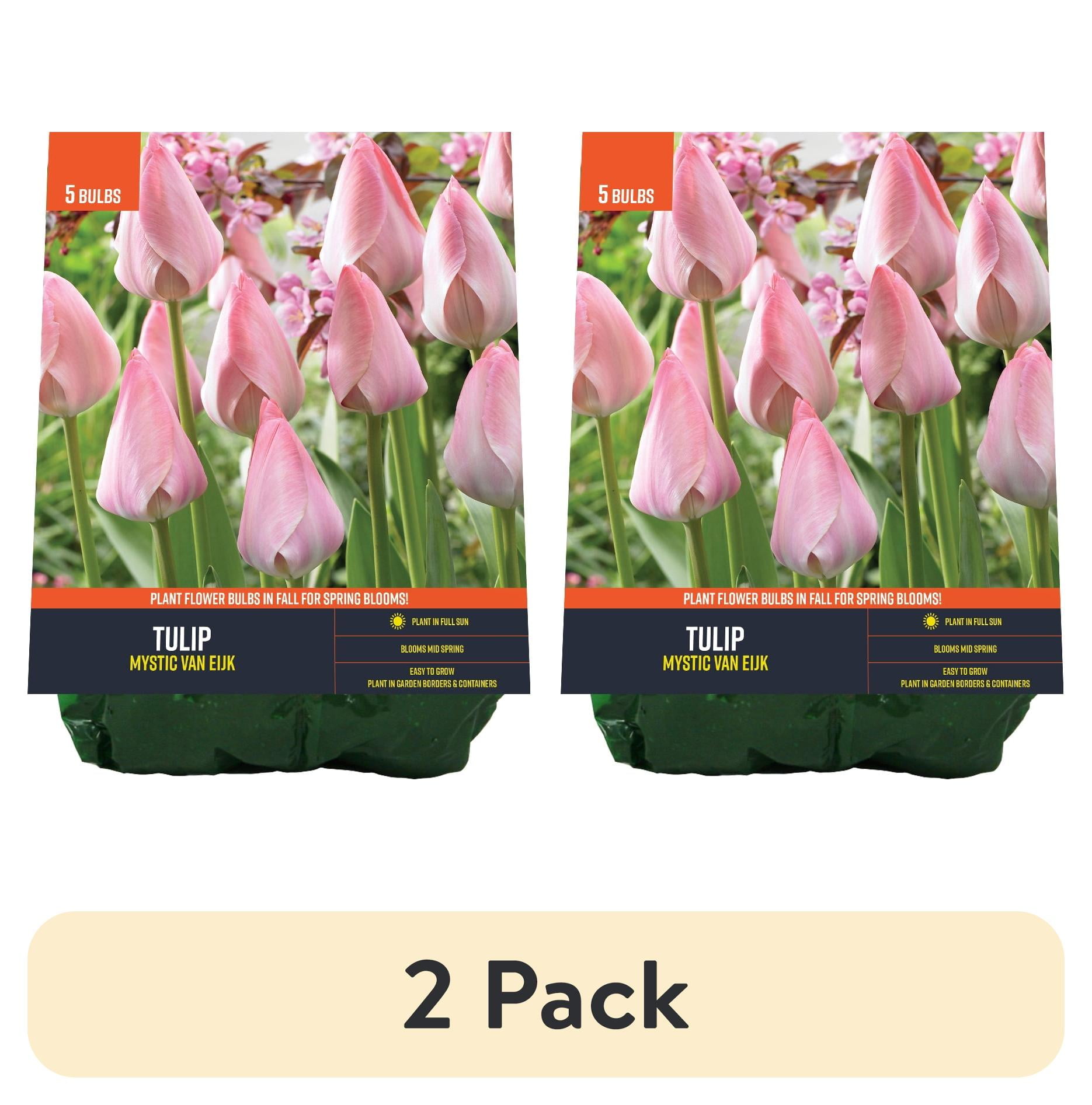 (2 pack) Van Zyverden Tulip Mystic Van Eijk (Set of 5 Dormant Bulbs) Full Sun, Pink, Annual ...