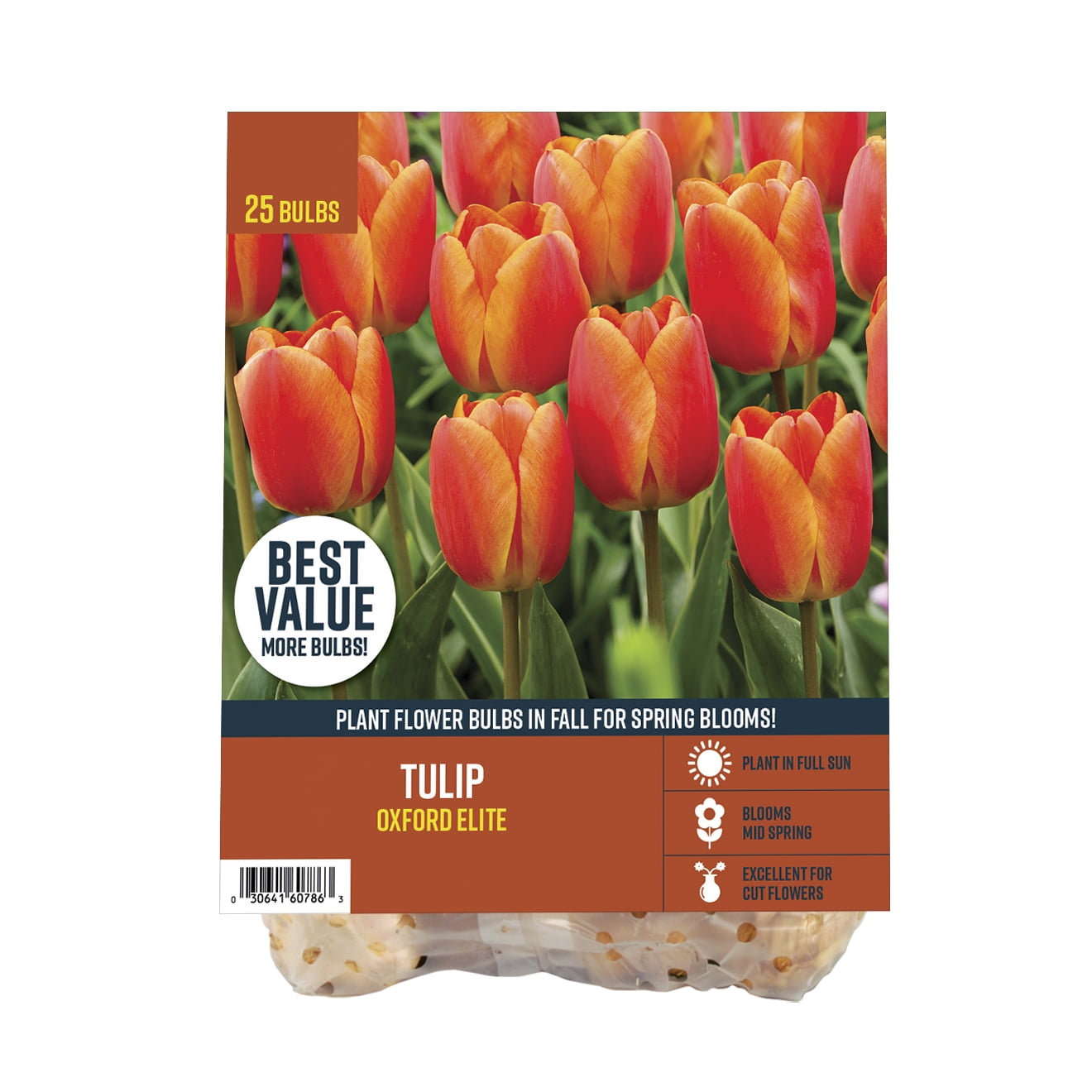 Van Zyverden's Tulip Oxford Elite (Set of 25 Dormant Bulbs) Full Sun ...