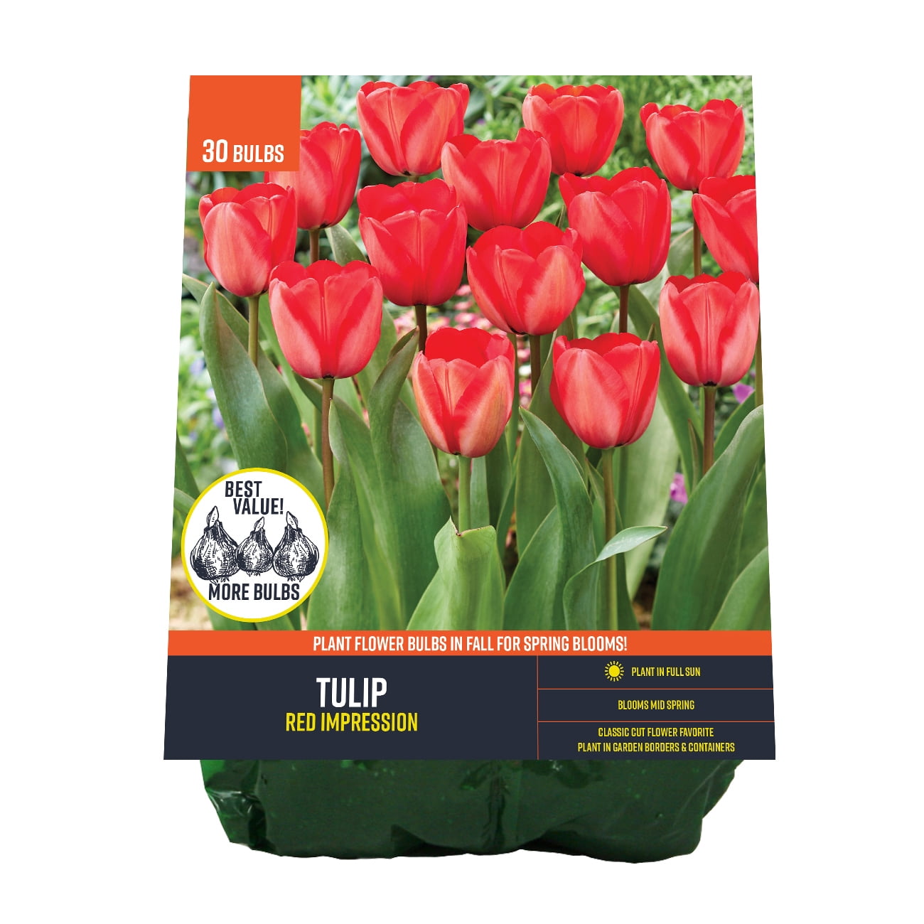 Van Zyverden Tulip Red Impression (Set of 30 Dormant Bulbs) Full Sun ...