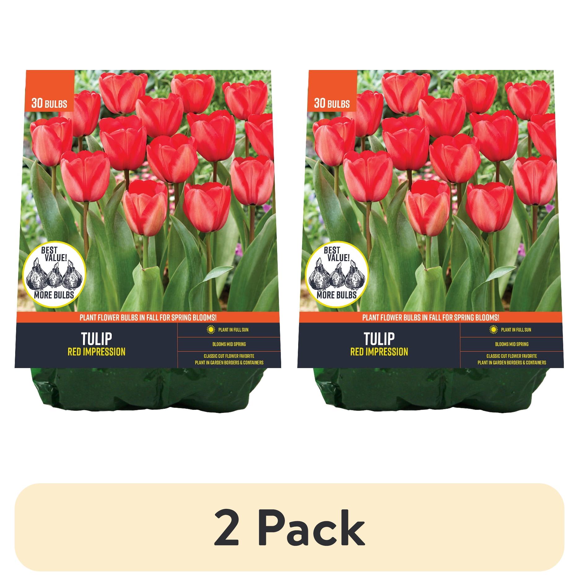 (2 pack) Van Zyverden Tulip Red Impression (Set of 30 Dormant Bulbs) Full Sun, Red, Annual ...