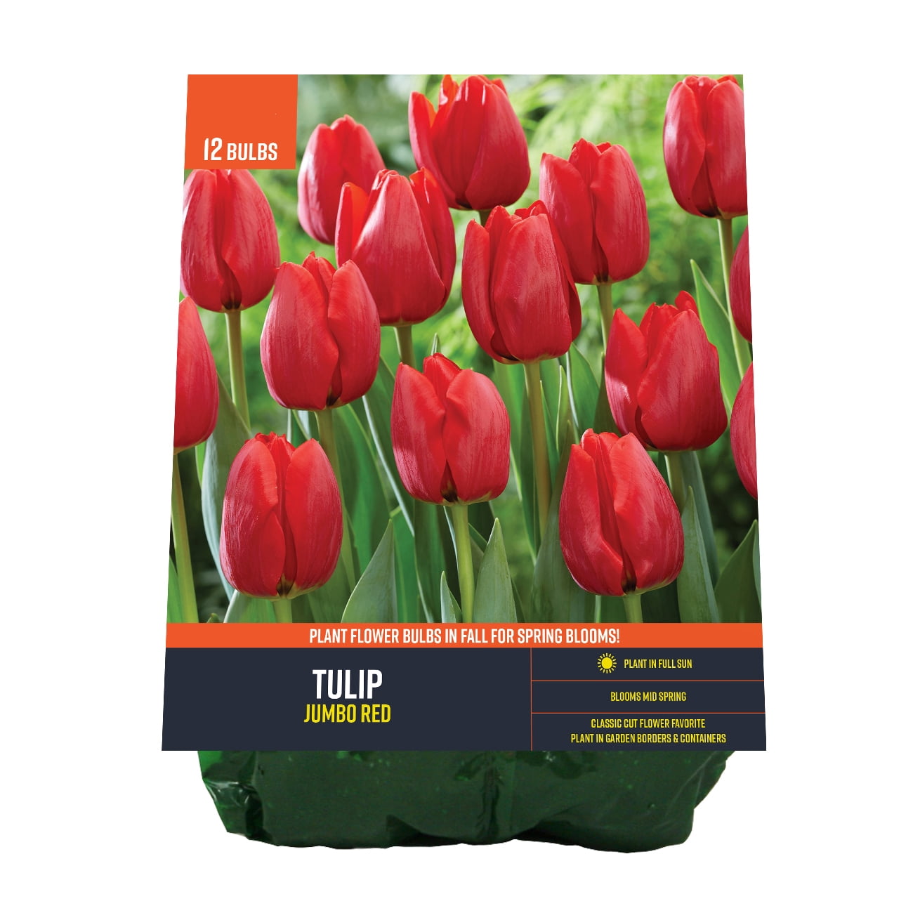Van Zyverden's Tulip Jumbo Red (Set of 10 Dormant Bulbs) Full Sun, Red ...