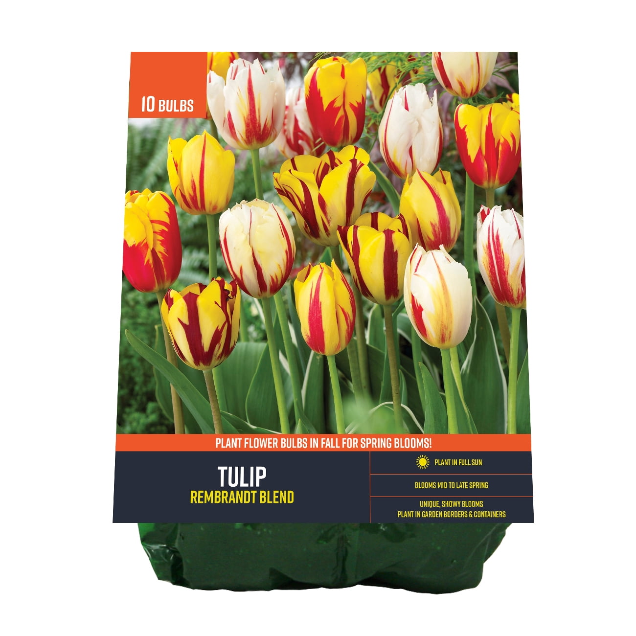 Van Zyverden Tulip Rembrandt Blend (Set of 10 Dormant Bulbs) Full Sun ...