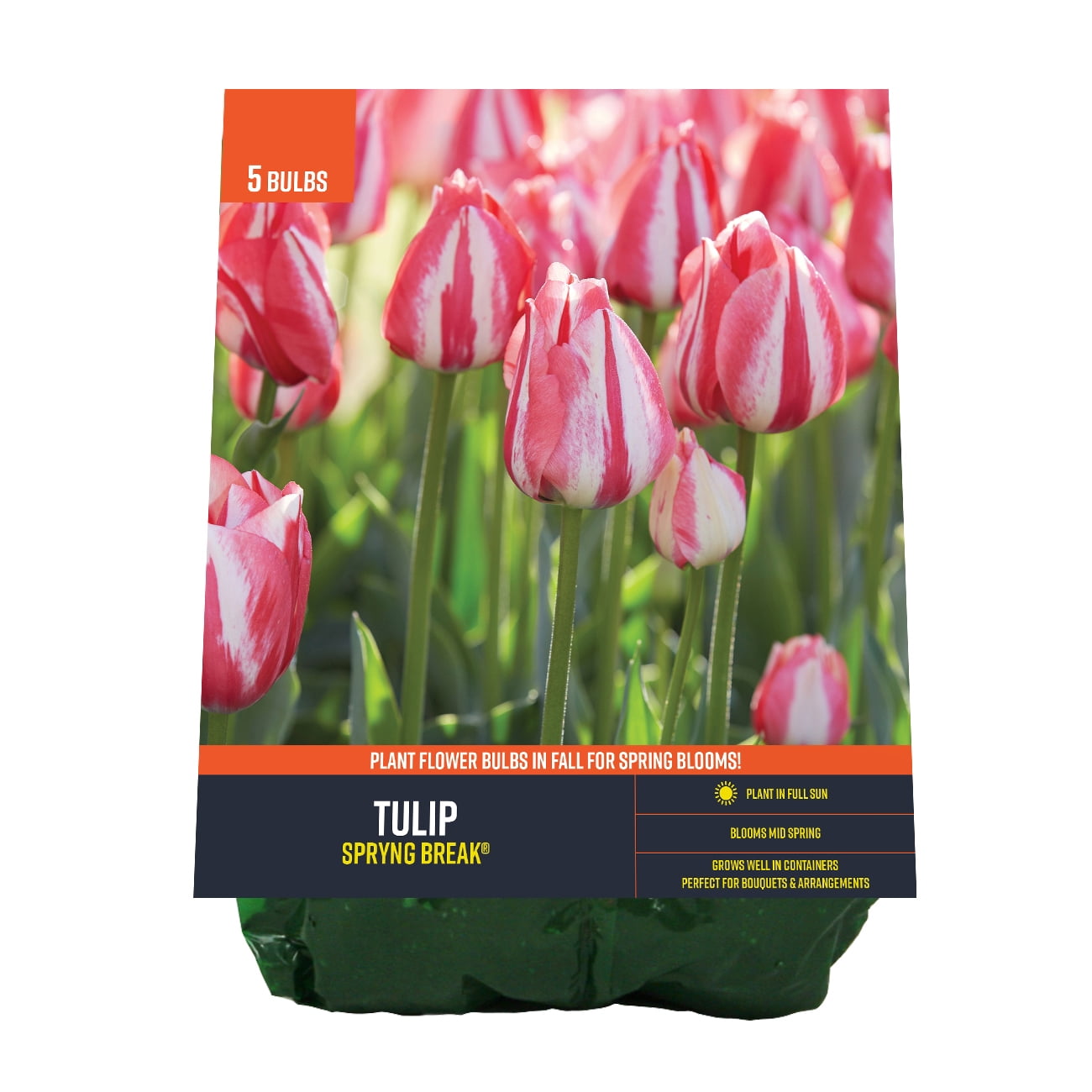 Van Zyverden Tulip Spryng® Break (Set of 5 Dormant Bulbs) Full Sun ...