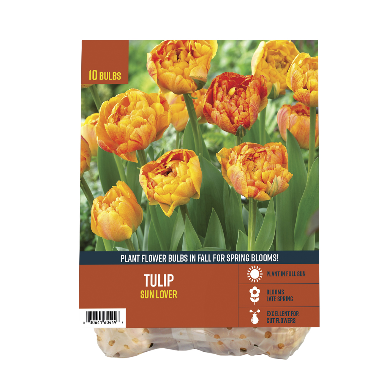 Van Zyverden's Tulip Sun Lover (Set of 10 Dormant Bulbs) Partial Sun ...