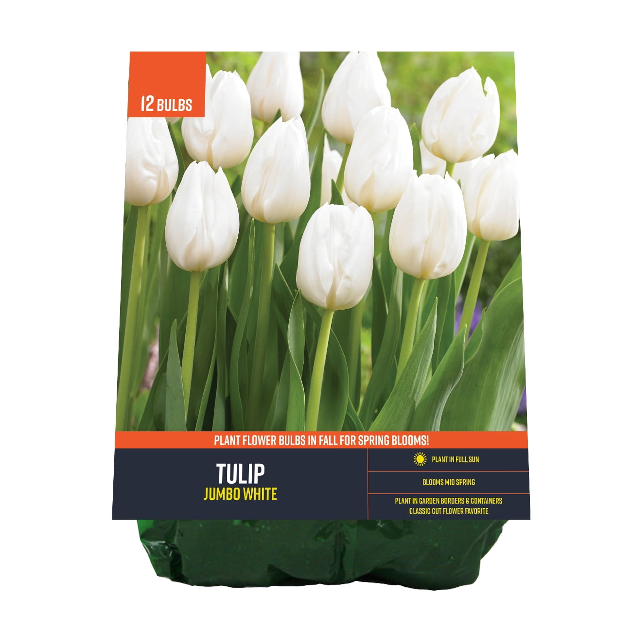 Van Zyverden Tulip Jumbo White (Set of 10 Dormant Bulbs) Full Sun ...