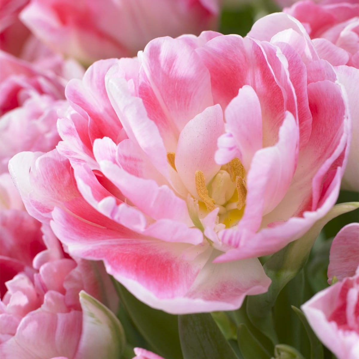 Van Zyverden Tulips Angelique Set of 5 Bulbs Pink Partial Sun Perennial ...