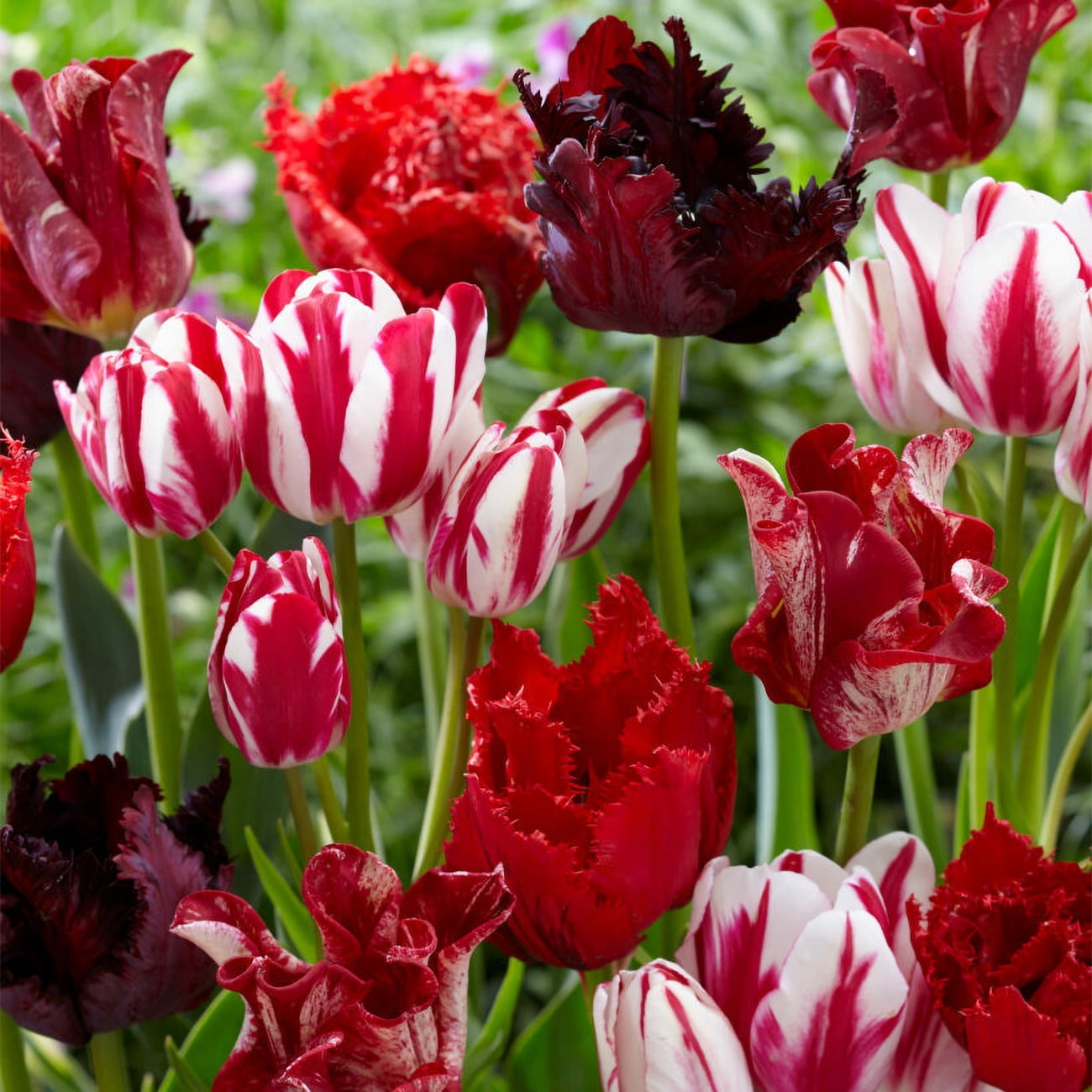Van Zyverden Tulips Extended Bloom Crimson Noir Mix Set of 25 Bulbs ...