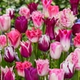 Van Zyverden Tulips Extended Bloom Roseate Mixture Set of 25 Bulbs ...