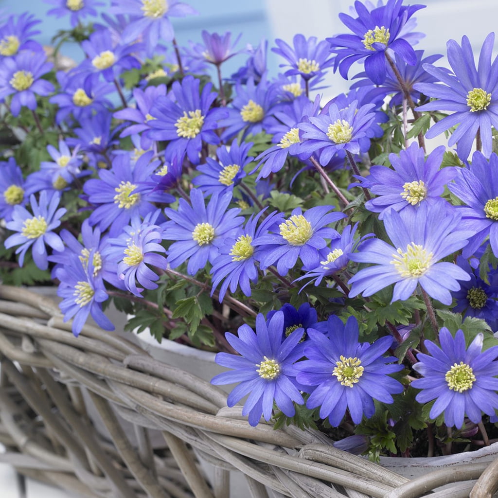Van Zyverden Wind Flowers Anemone Blue Shades Set of 100 Bulbs Blue ...