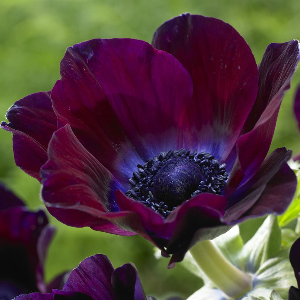 Black Anemone Flower