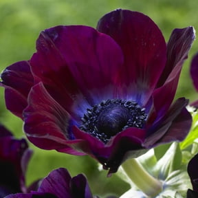 K Van Bourgondien Bulbs