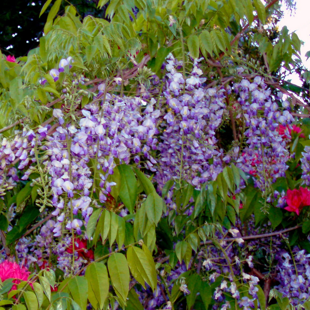 Van Zyverden Wisteria Blue Moon 4" Potted Rocketliners 3 Plants Purple ...