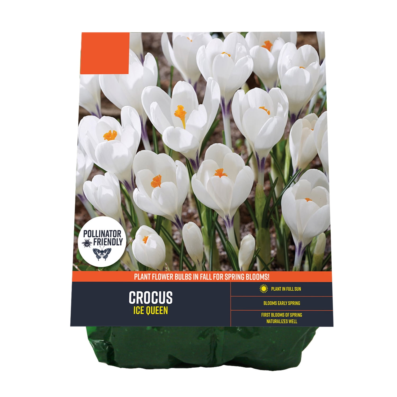 Van Zyverden Crocus Ice Queen (Set of 10 Dormant Bulbs) Full Sun, White ...