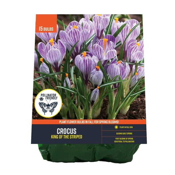Van Zyverden Crocus King of the Striped (Set of 15 Dormant Bulbs) Full ...