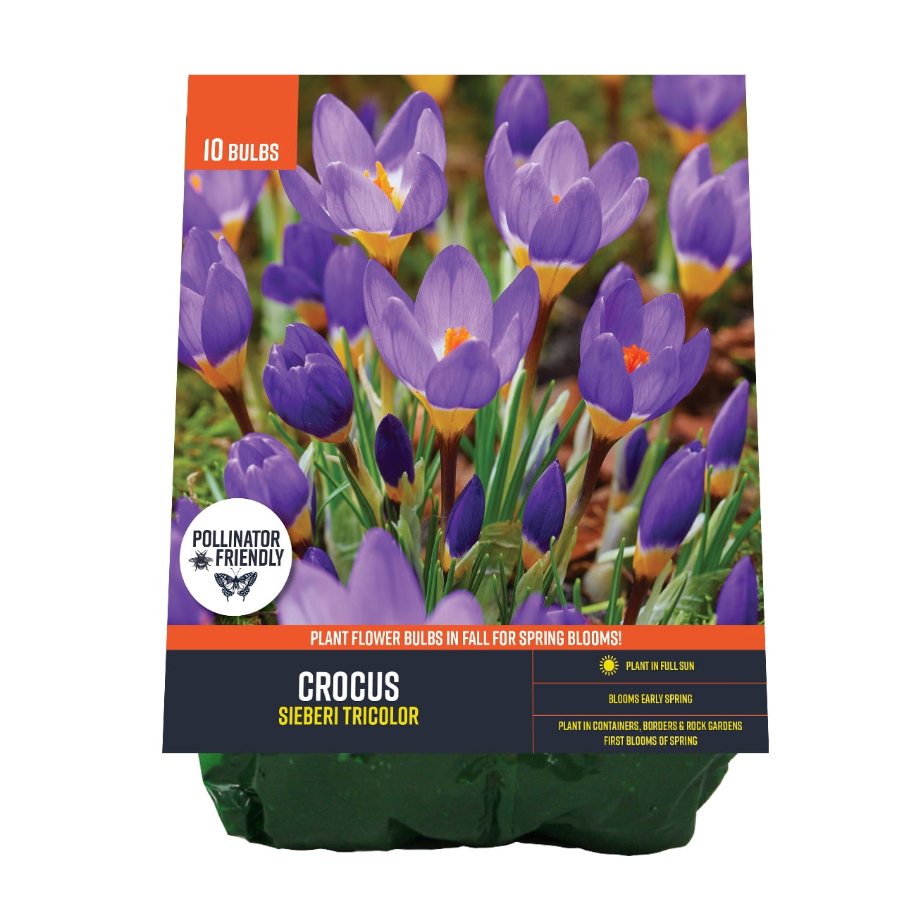 Van Zyverden Crocus sieberi Tricolor (Set of 10 Dormant Bulbs) Full Sun ...