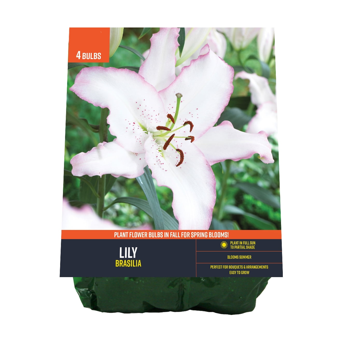 Van Zyverden Lily Brasilia (Set of 4 Dormant Bulbs) Partial Sun ...
