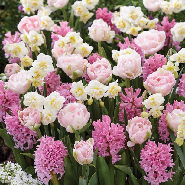 Van Zyverden Tulip, Daff & Hyac Fragrant Gdn #1 (Set of 18 Dormant ...