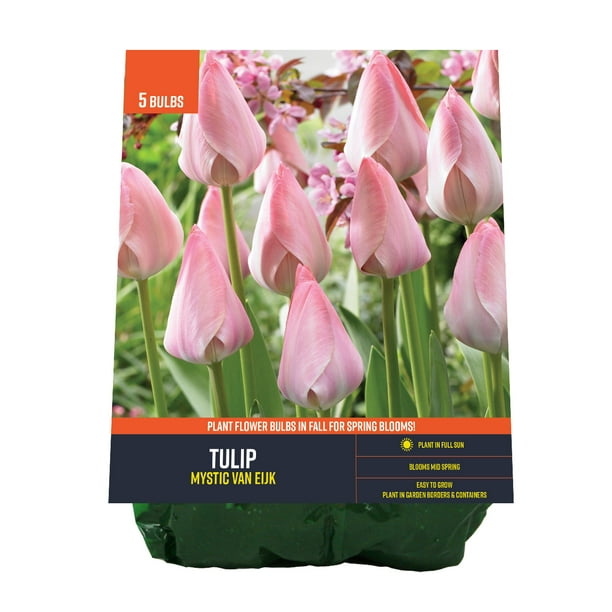 Van Zyverden Tulip Mystic Van Eijk (Set of 5 Dormant Bulbs) Full Sun, Pink, Annual - Walmart ...