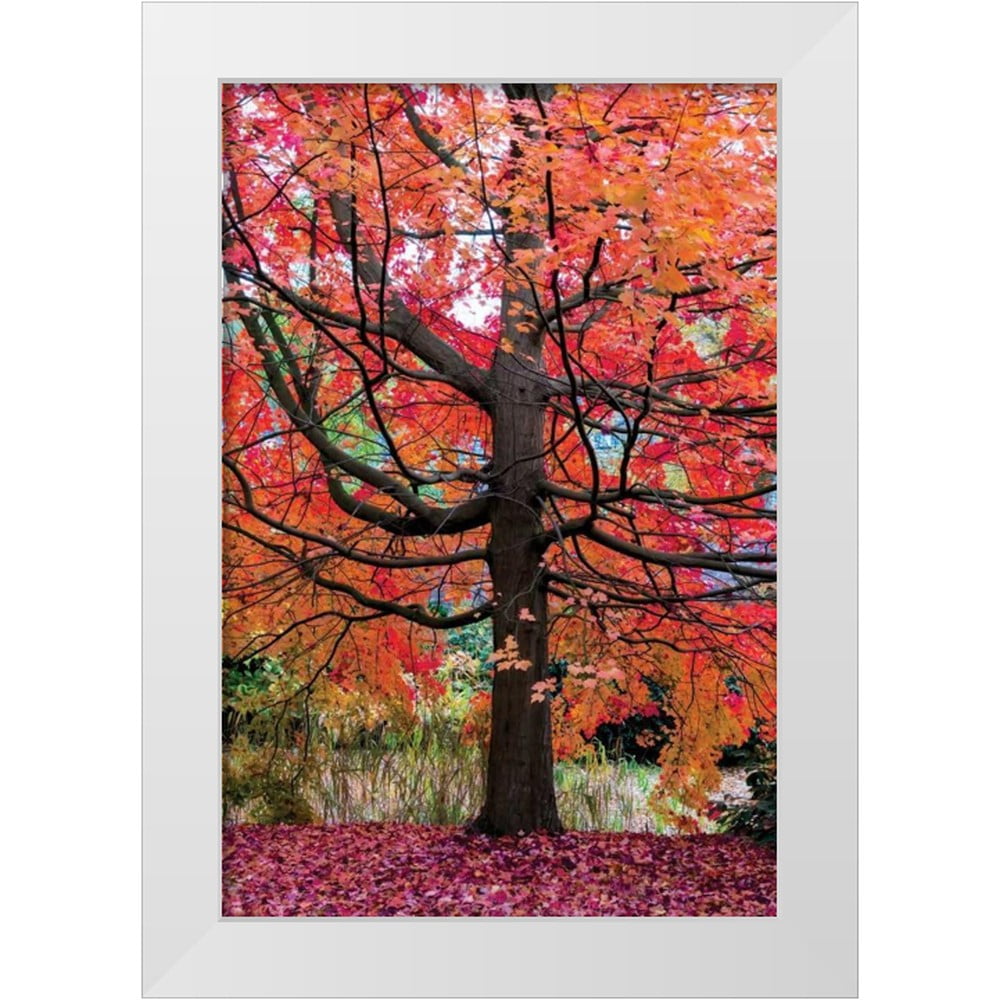 Van de Goor, Lars 23x32 White Modern Wood Framed Museum Art Print Titled - Marvelous Maple ...