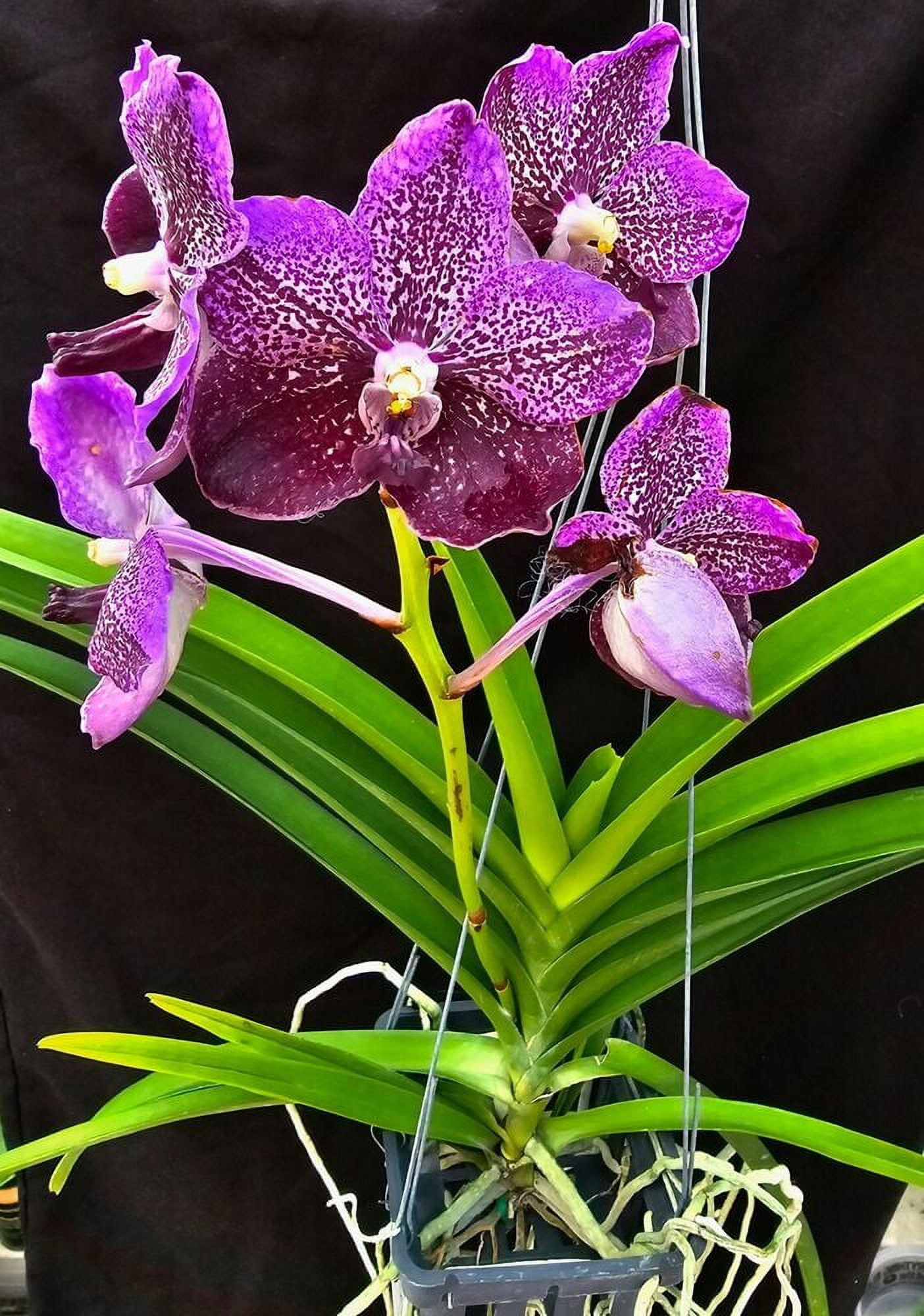 Vanda V. tessallata x V. Vanda Krailerk orchid, blooming size, in ...
