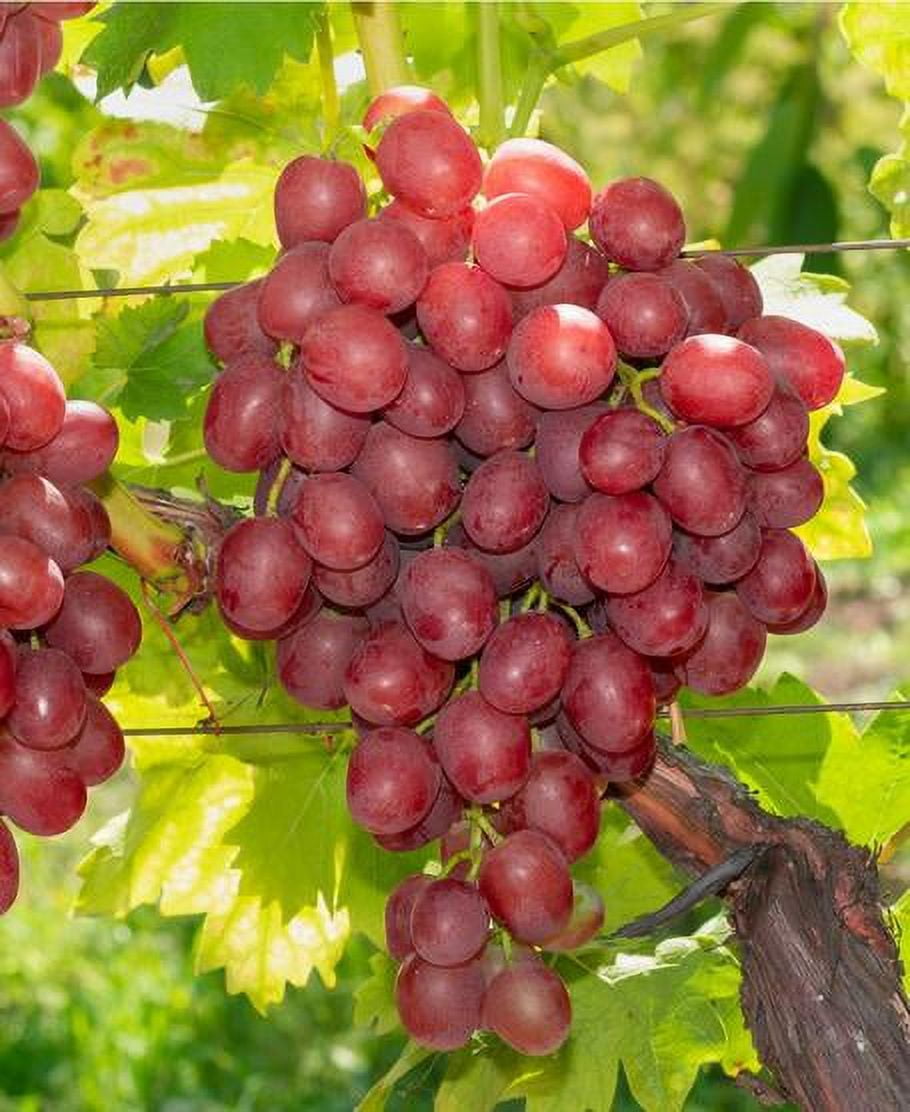 Fresh Greenhouse Grown Vanessa Seedless Grapes, Flame-Type, Medium-Size ...