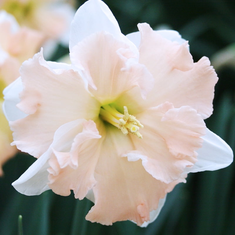 Vanilla Peach Butterfly Daffodil Flower Bulbs - 5 Bulbs per Pack - Deer ...