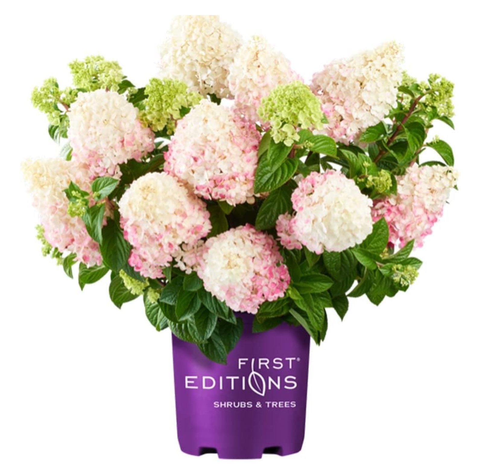 - Vanilla Strawberry Hydrangea - 3 Gal - First Editions - Creamy White ...
