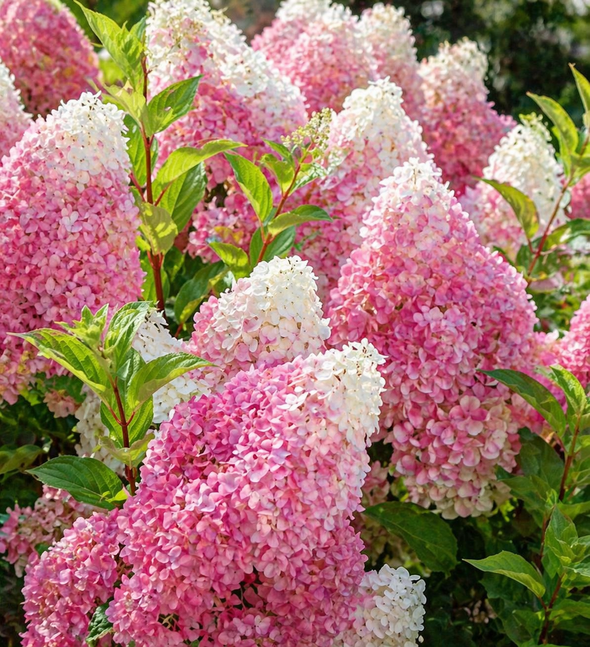 Vanilla Strawberry Hydrangea Tree Live Plant, Pink and White Flowering ...
