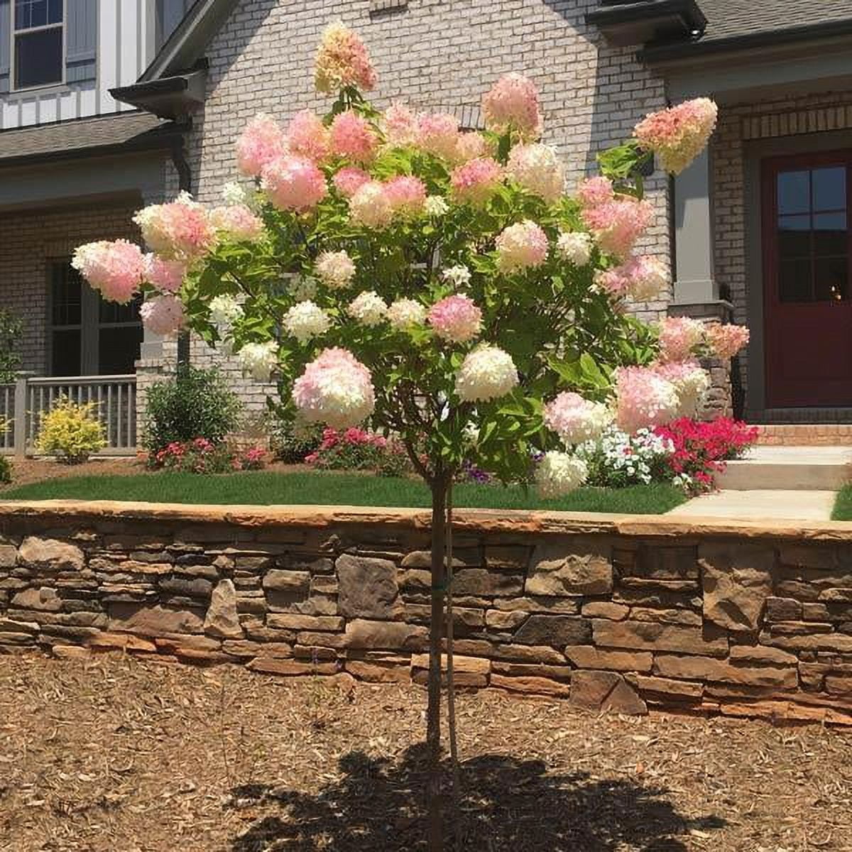 Vanilla Strawberry Hydrangea Tree - Walmart.com