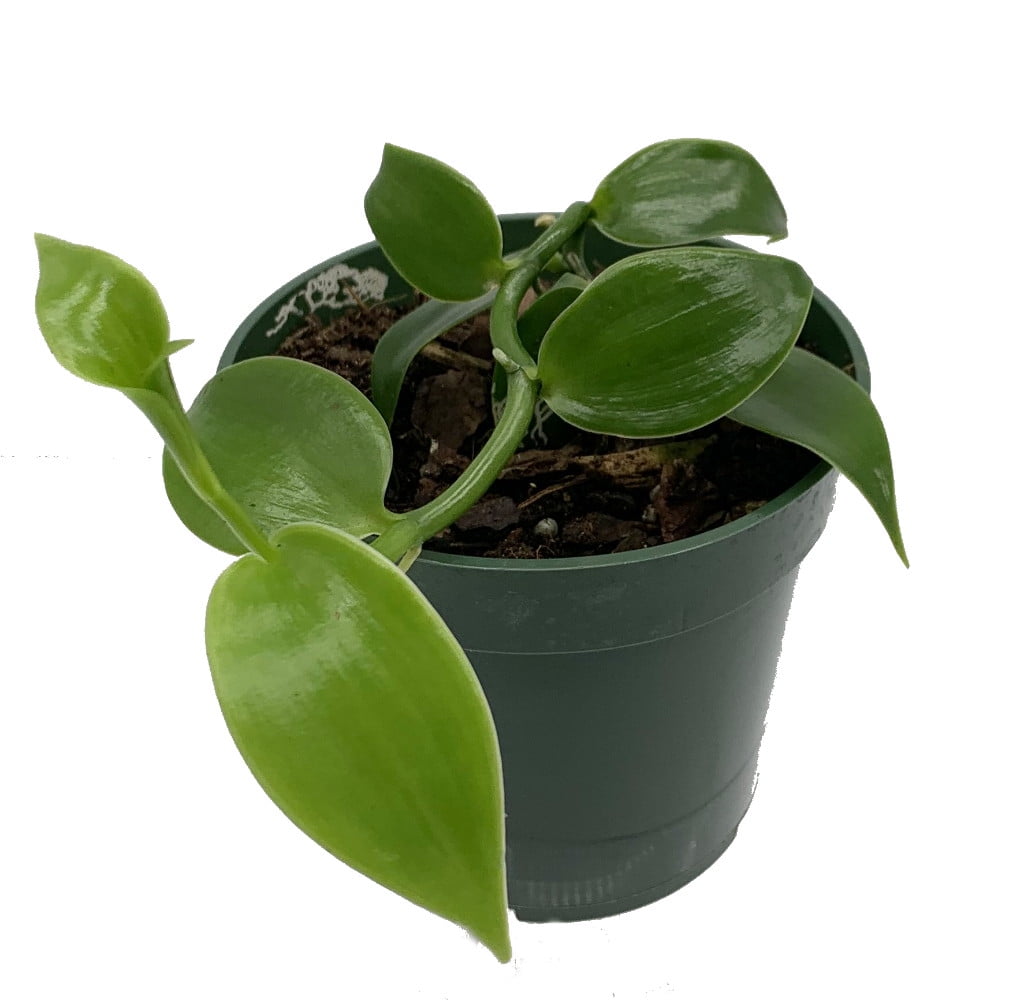 Vanilla Vine Orchid Plant - Vanilla planifolia - 4" pot - Source of ...
