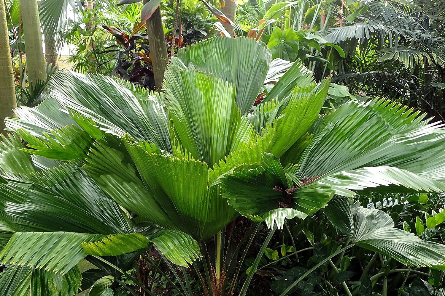 Vanuatu Fan Palm - Ruffled Fan Palm - 5 Live Plants in 4 Inch Growers ...