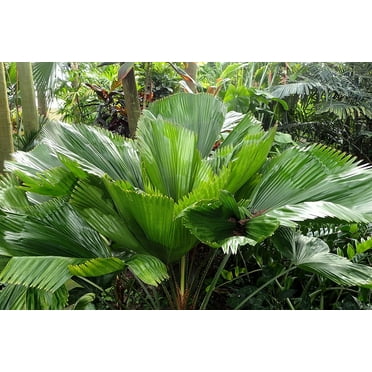 Vanuatu Fan Palm - Licuala Grandis - Live Plant in 1 Gallon Pot ...