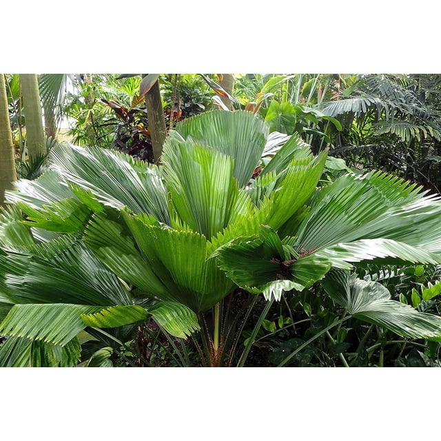 Vanuatu Fan Palm - Ruffled Fan Palm - Live Plant in a 4 Inch Growers ...