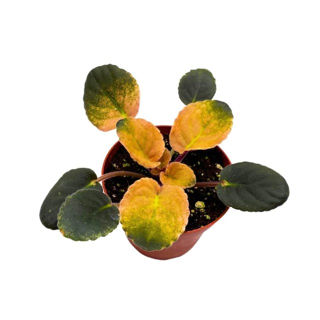 Variegated African Violet Cabbage Patch, 4 inch, Saintpaulia Gesneriads ...