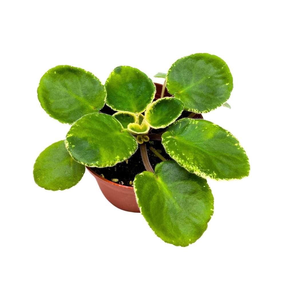 Variegated African Violet SM Chic Poppy, 4 inch Pink Ruffle Flower ...