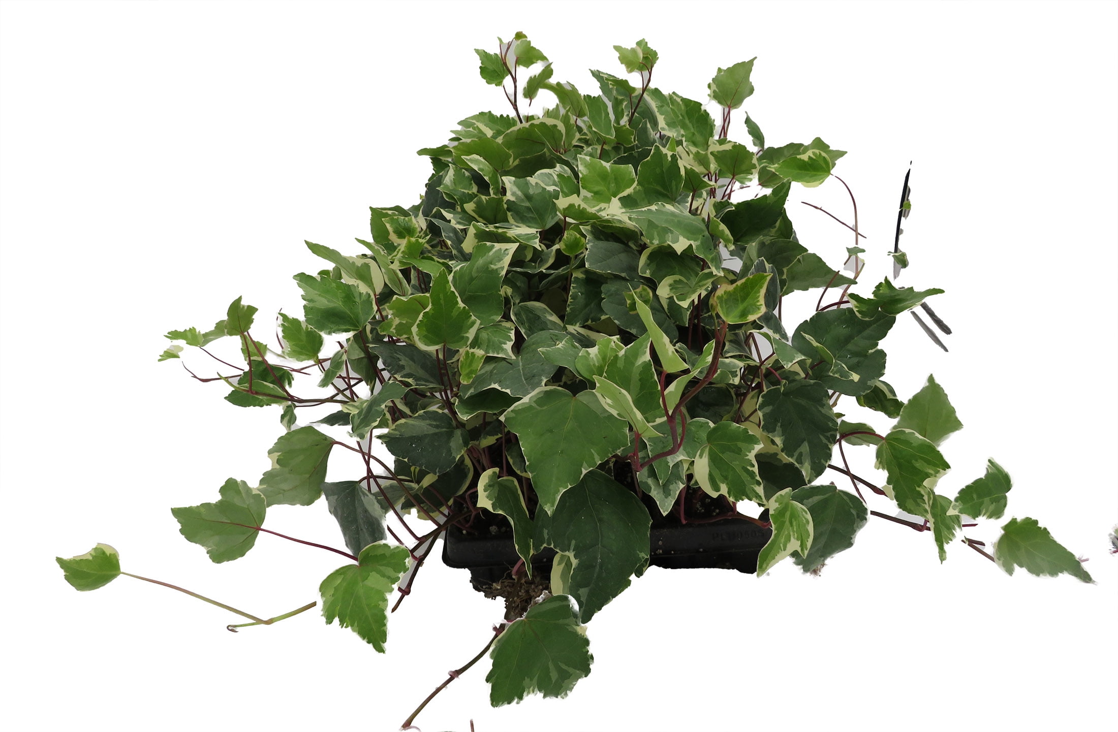 Variegated Algerian Ivy 48 Plants - Hardy Groundcover - 1 3/4" Pots ...