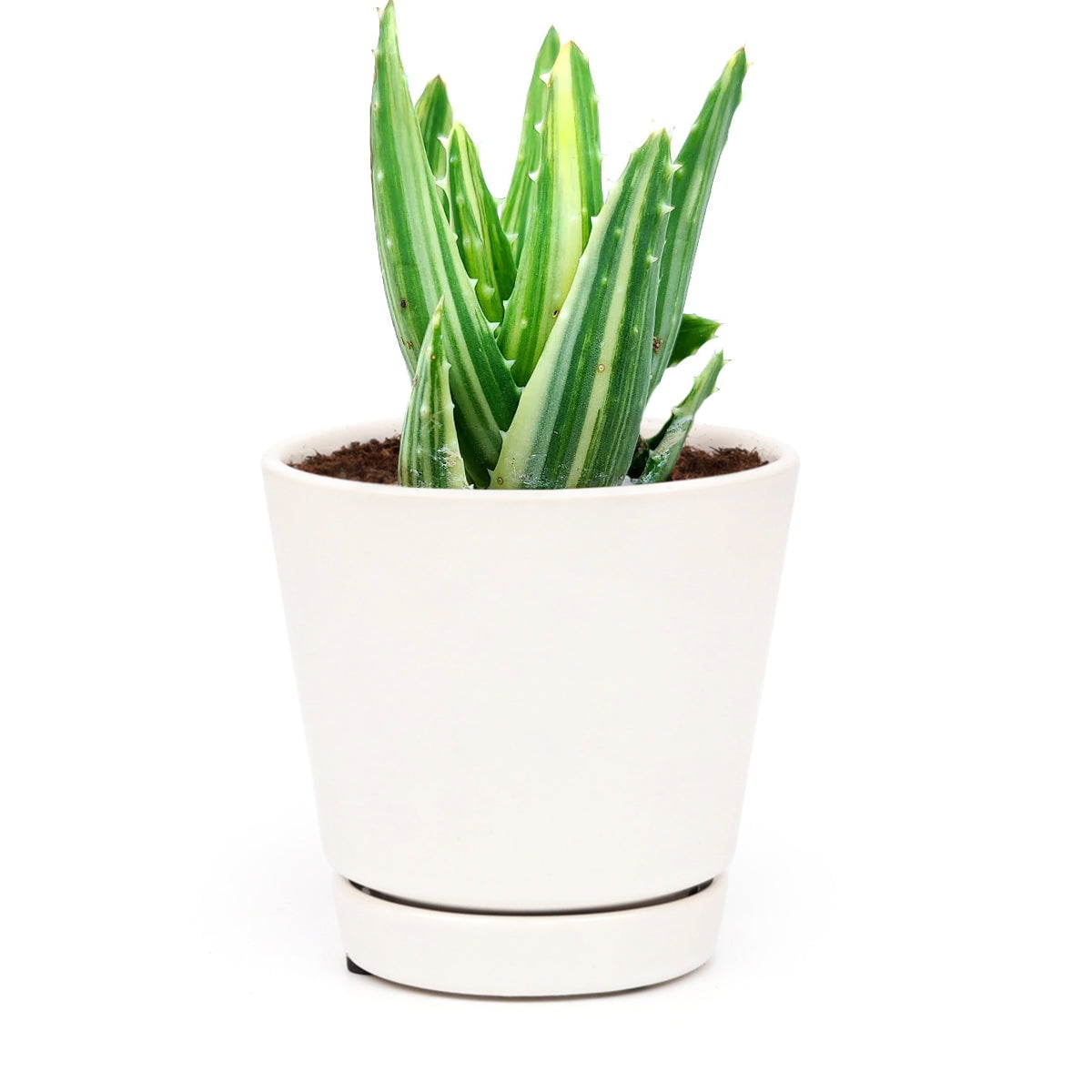 Variegated Aloe Plant (4"+ Minimalist Pot) - Tiny, Lovely, Easy to Care ...