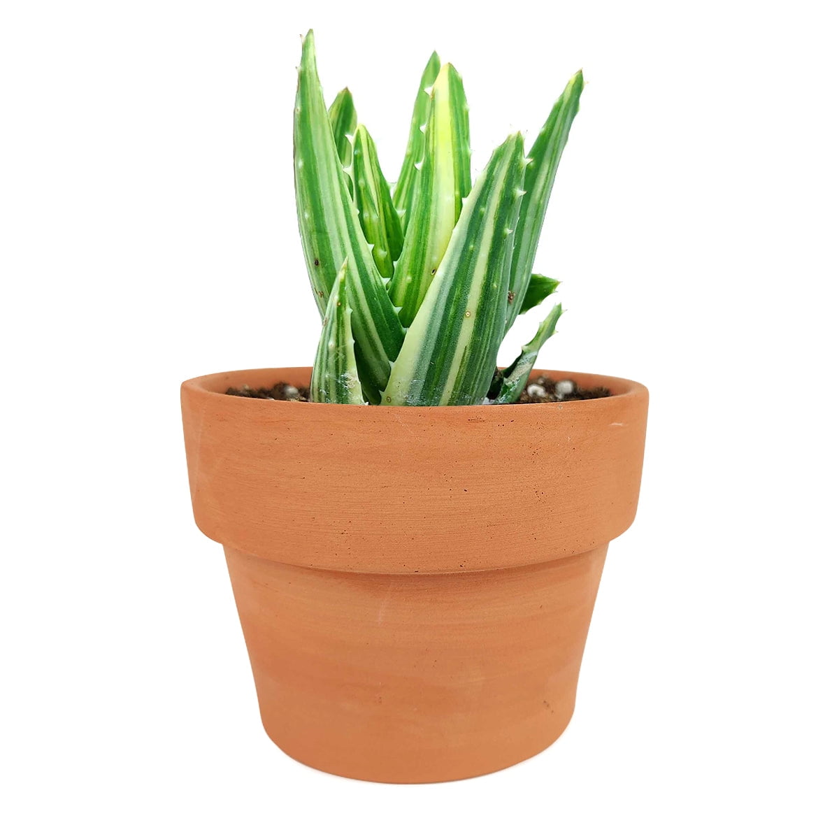Variegated Aloe Plant (6"+ Clay Pot) - Tiny, Lovely, Easy to Care ...