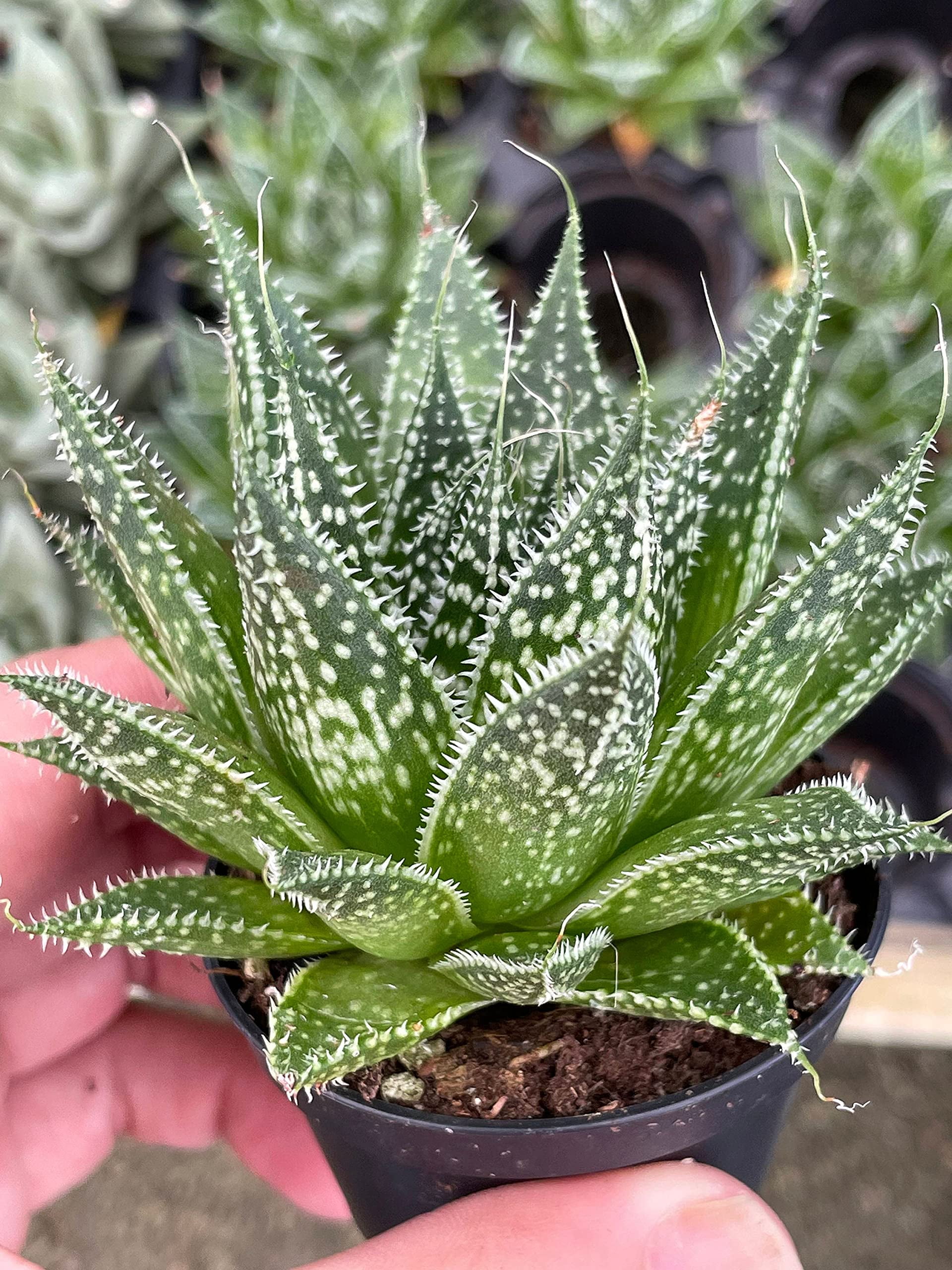 Variegated Aloe, Tiger Aloe, Aloe Variegata, White Spotted, Polka dot ...