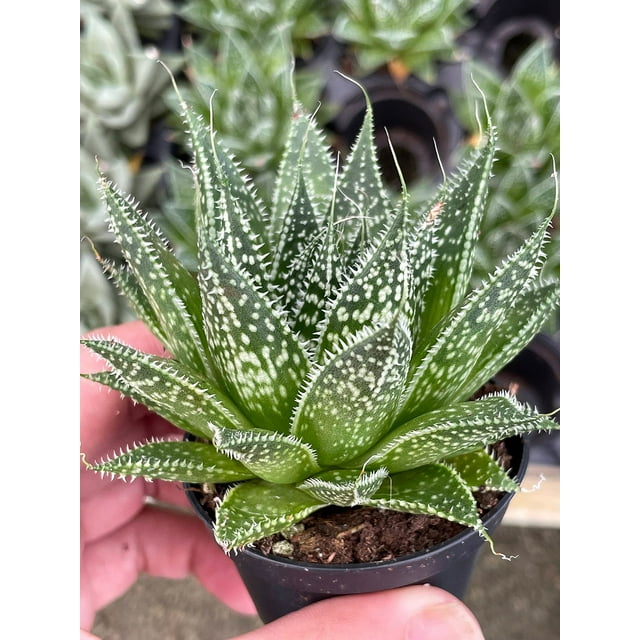 Variegated Aloe, Tiger Aloe, Aloe Variegata, White Spotted, Polka dot ...