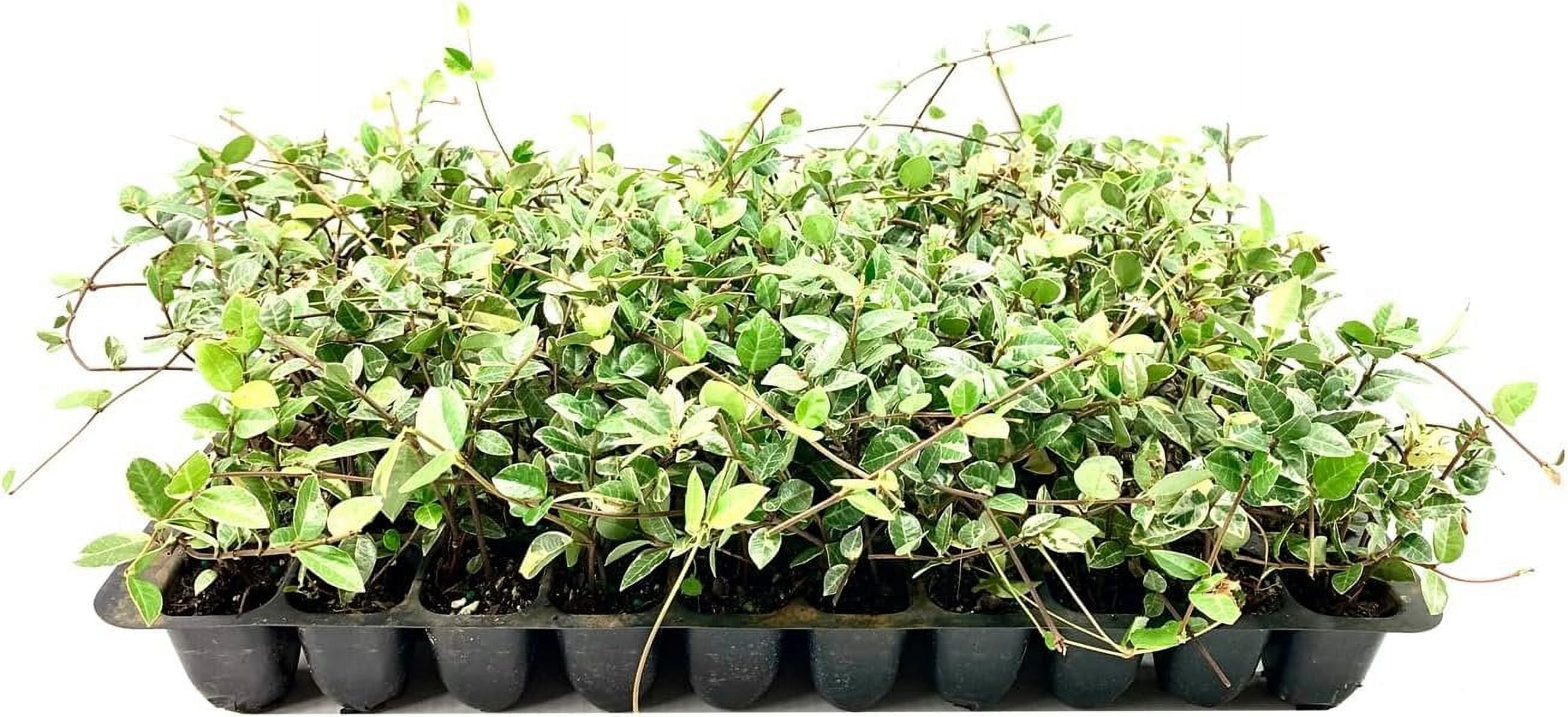 Variegated Asiatic Jasmine Minima 40 Live Plants Easy-Grow Ground Cover ...