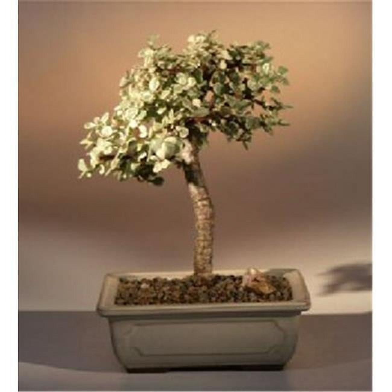 Variegated Baby Jade Bonsai Tree - Portulacaria Afra Variegata - Medium ...