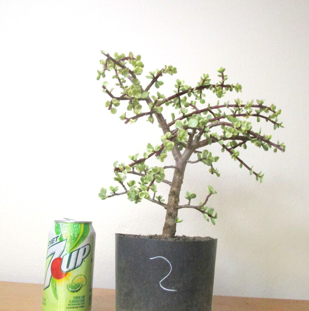 Variegated Baby Jade portulacaria for shohin mame bonsai tree thick ...