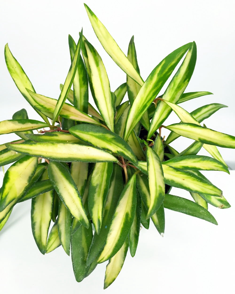 Variegated Bamboo Leaf Wax Plant - Hoya Kentiana - Great House Plant ...