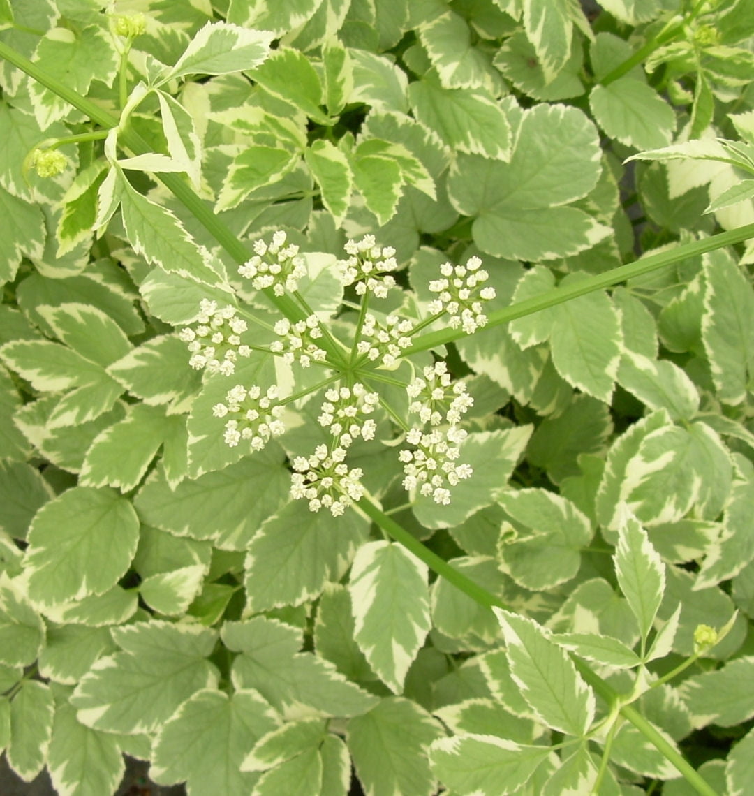 Variegated Bishop's Weed - 1 Gallon Shade Perennial - Walmart.com