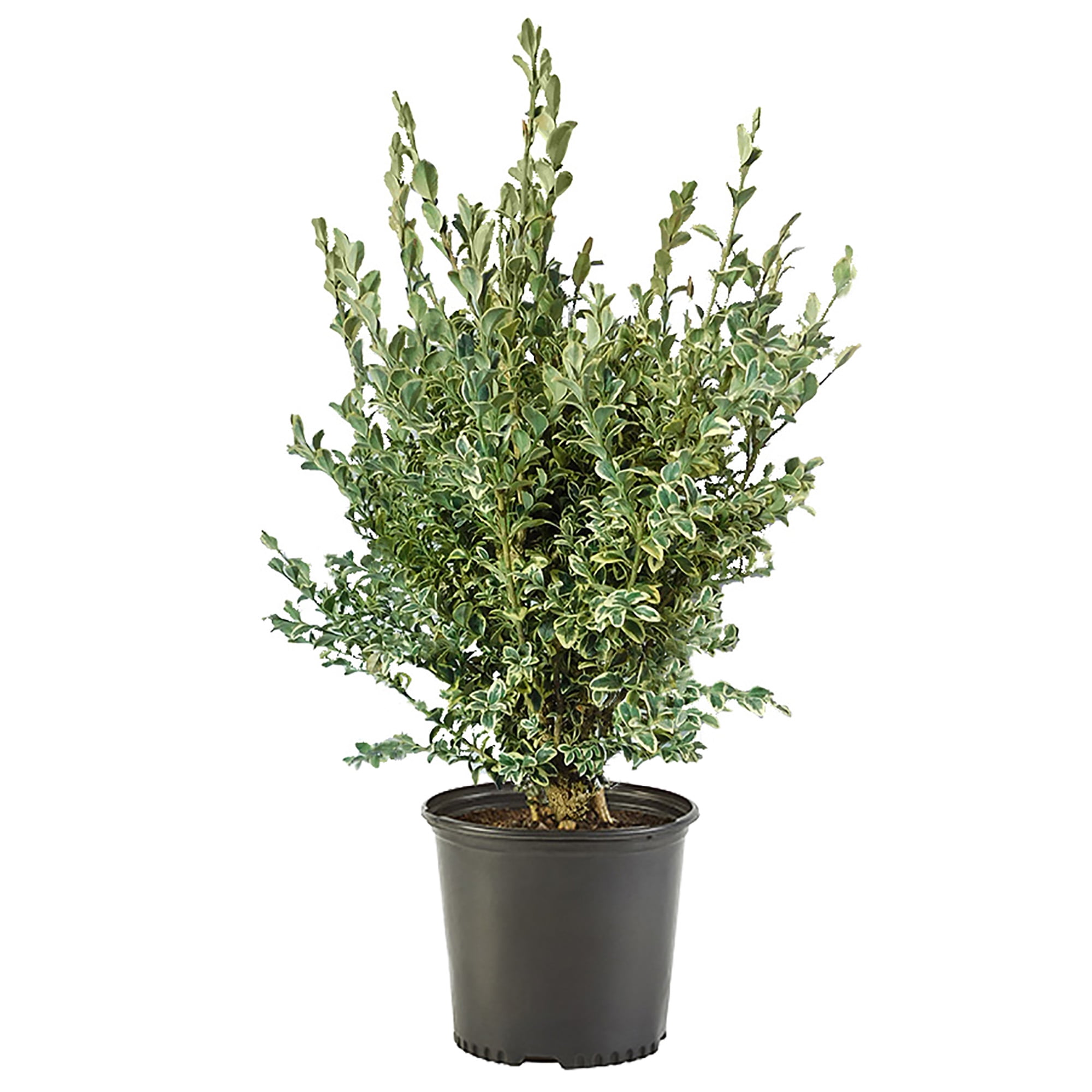 Variegated English Boxwood