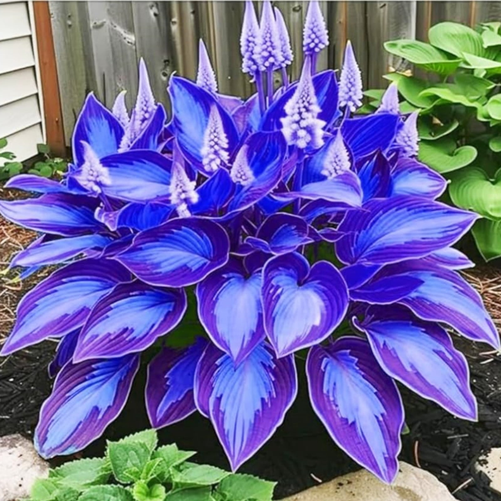 Variegated Butterfly Hostas Flowers Planting-Home Decoration-Rainbow ...