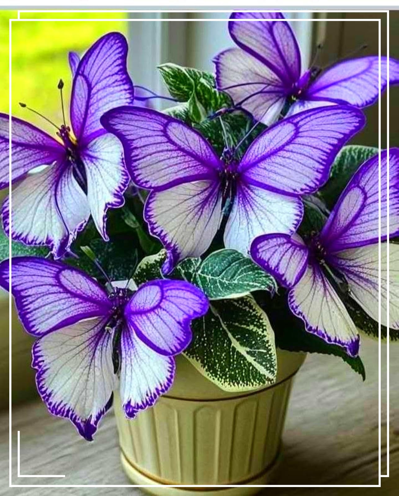 Variegated Butterfly Hostas Flowers Planting Mix-Iridescence-Beautiful ...