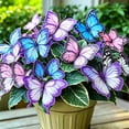 Variegated Butterfly Hostas Flowers Planting Mix-Iridescence-Beautiful ...